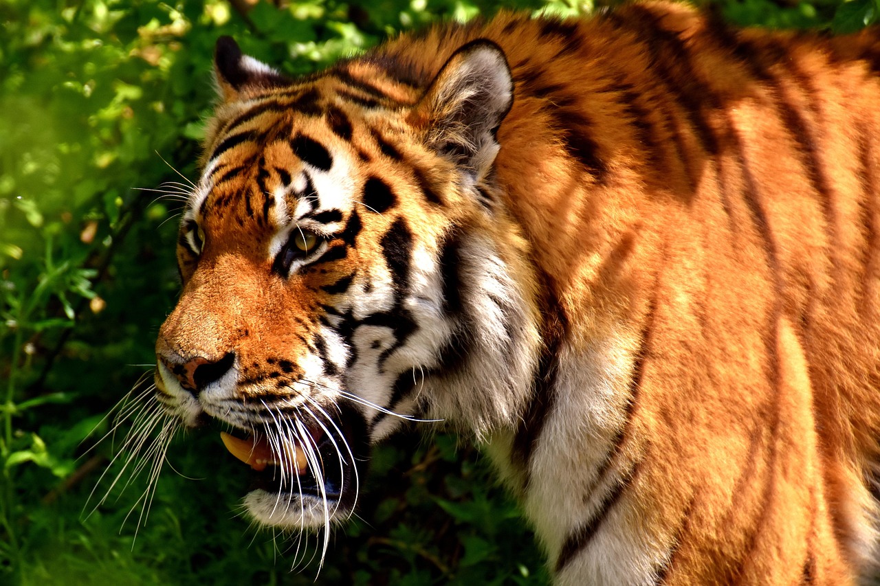 Tigre Depredador Pelo - Foto gratis en Pixabay - Pixabay