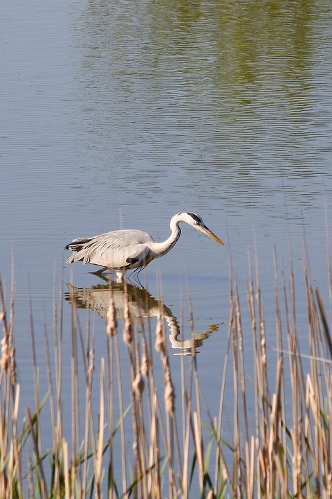 Animal Río Waterside - Foto gratis en Pixabay - Pixabay
