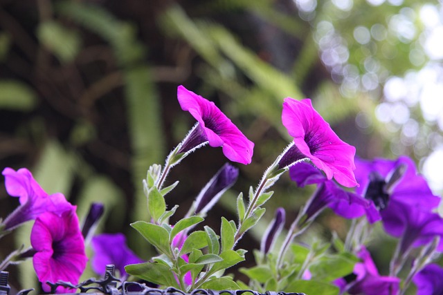 Beautiful Flower Flowers In Garden - Free photo on Pixabay