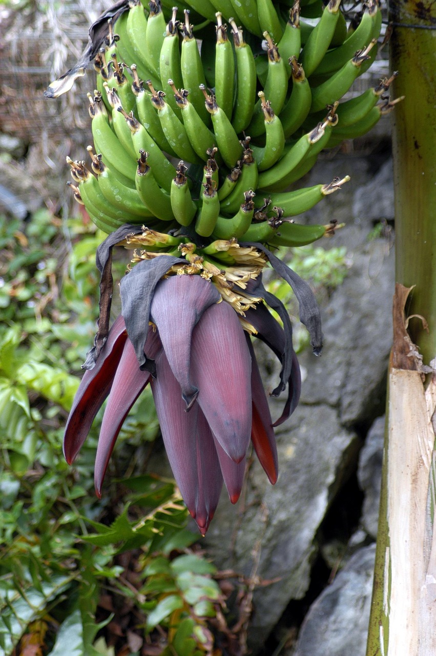 Banana Natureza Fruta - Foto gratuita no Pixabay - Pixabay