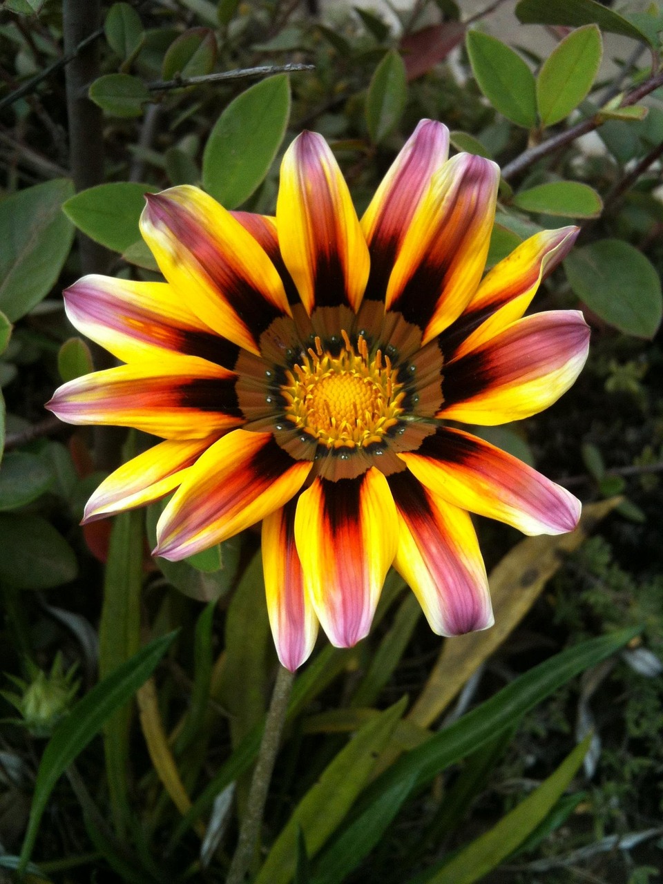 Flower Nature Yard - Free photo on Pixabay - Pixabay