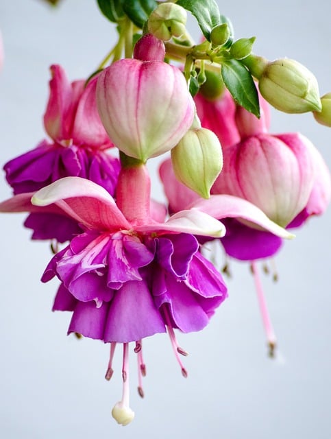 400,000+ Free Fuchsia Flower & Fuchsia Images - Pixabay