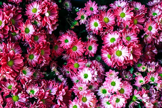 Flor Belleza Bonita - Foto gratis en Pixabay - Pixabay