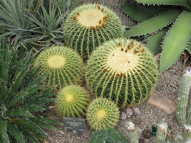 Cactus Spines Nature - Free photo on Pixabay - Pixabay