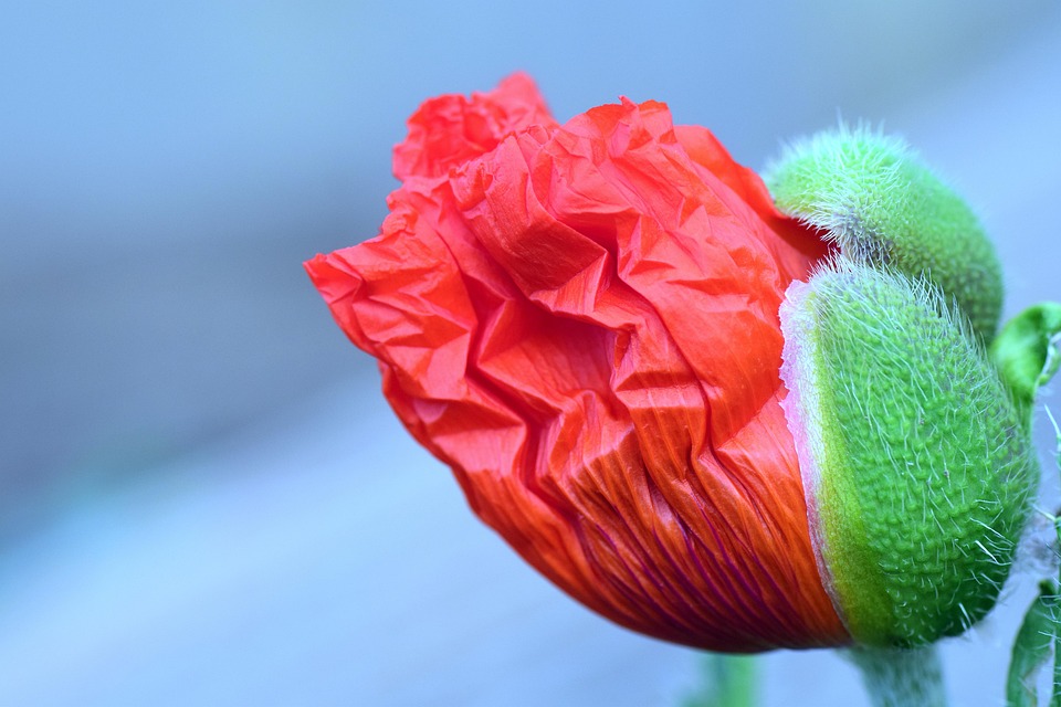 Opium Mekar Bunga Poppy - Foto gratis di Pixabay