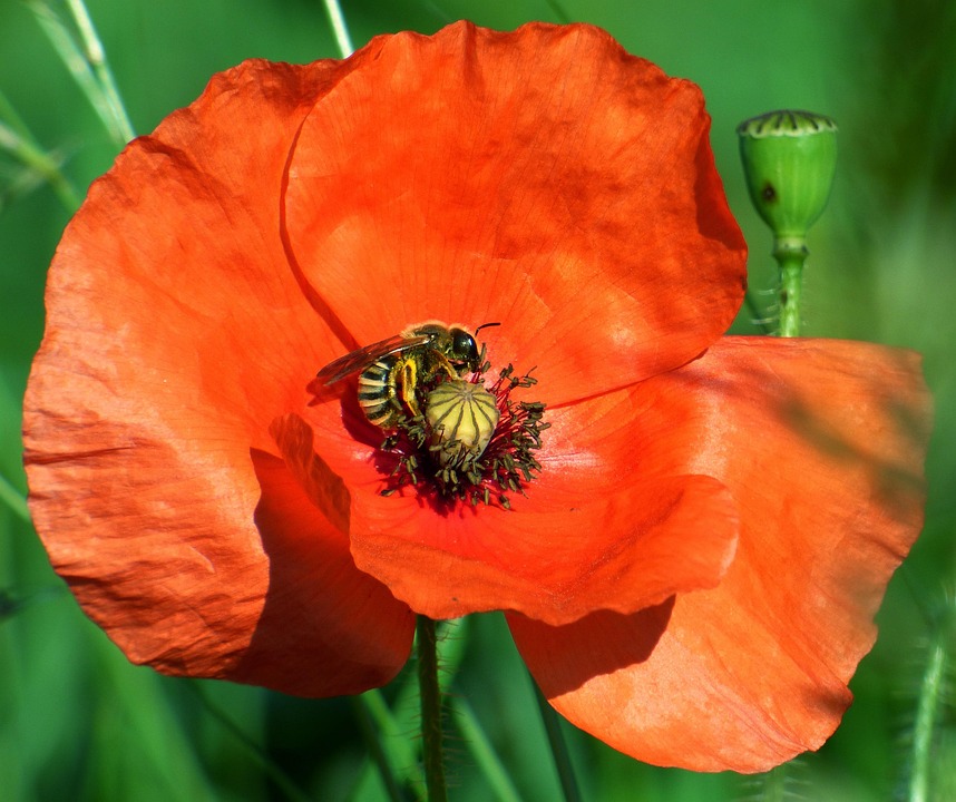 Flower Poppy Bee - Free photo on Pixabay - Pixabay