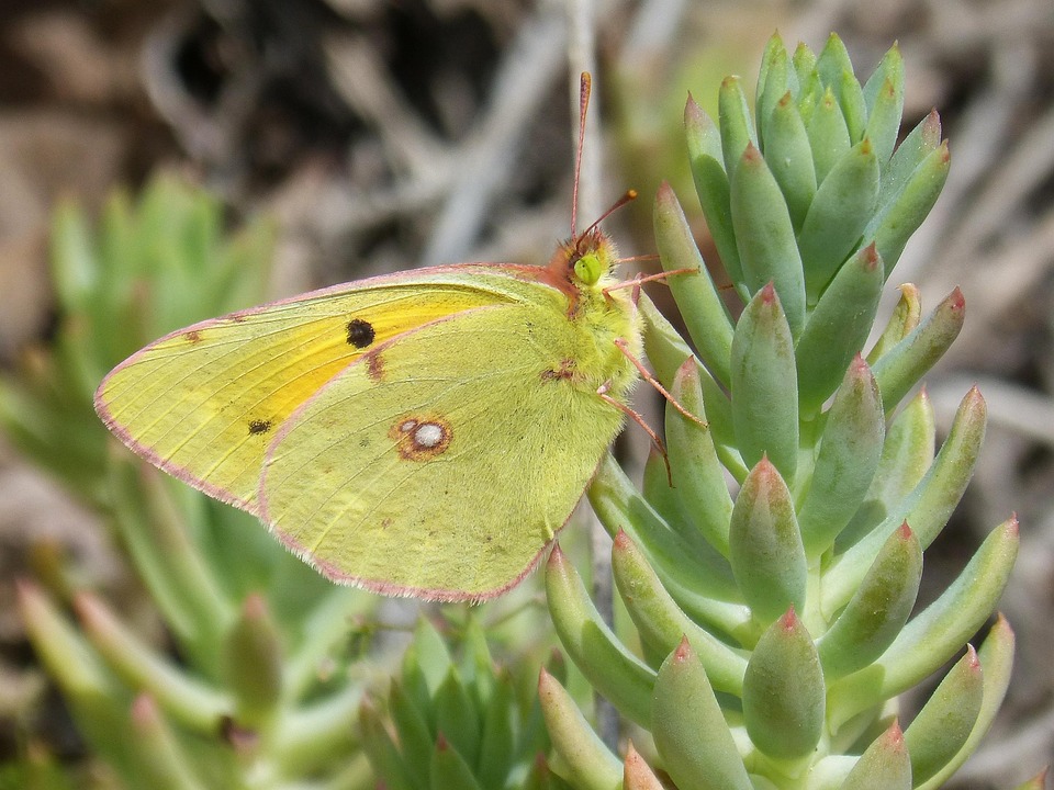 Butterfly Cleopatra Gonepteryx - Free photo on Pixabay - Pixabay