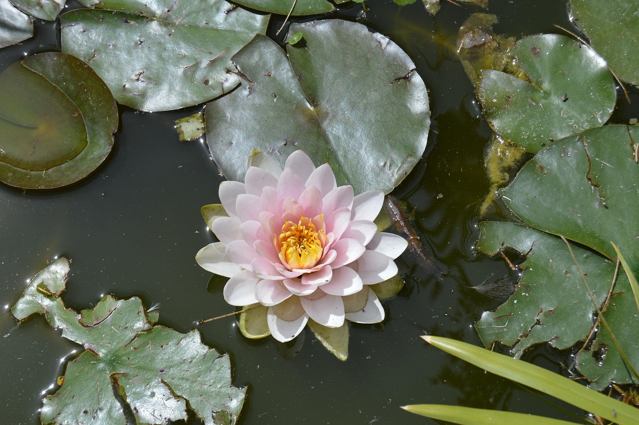 Flower Water Lily Nature - Free photo on Pixabay - Pixabay