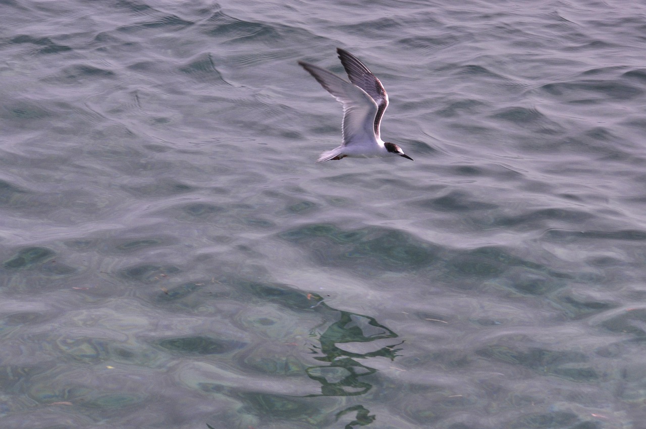 Flying Sea Bird - Free photo on Pixabay - Pixabay