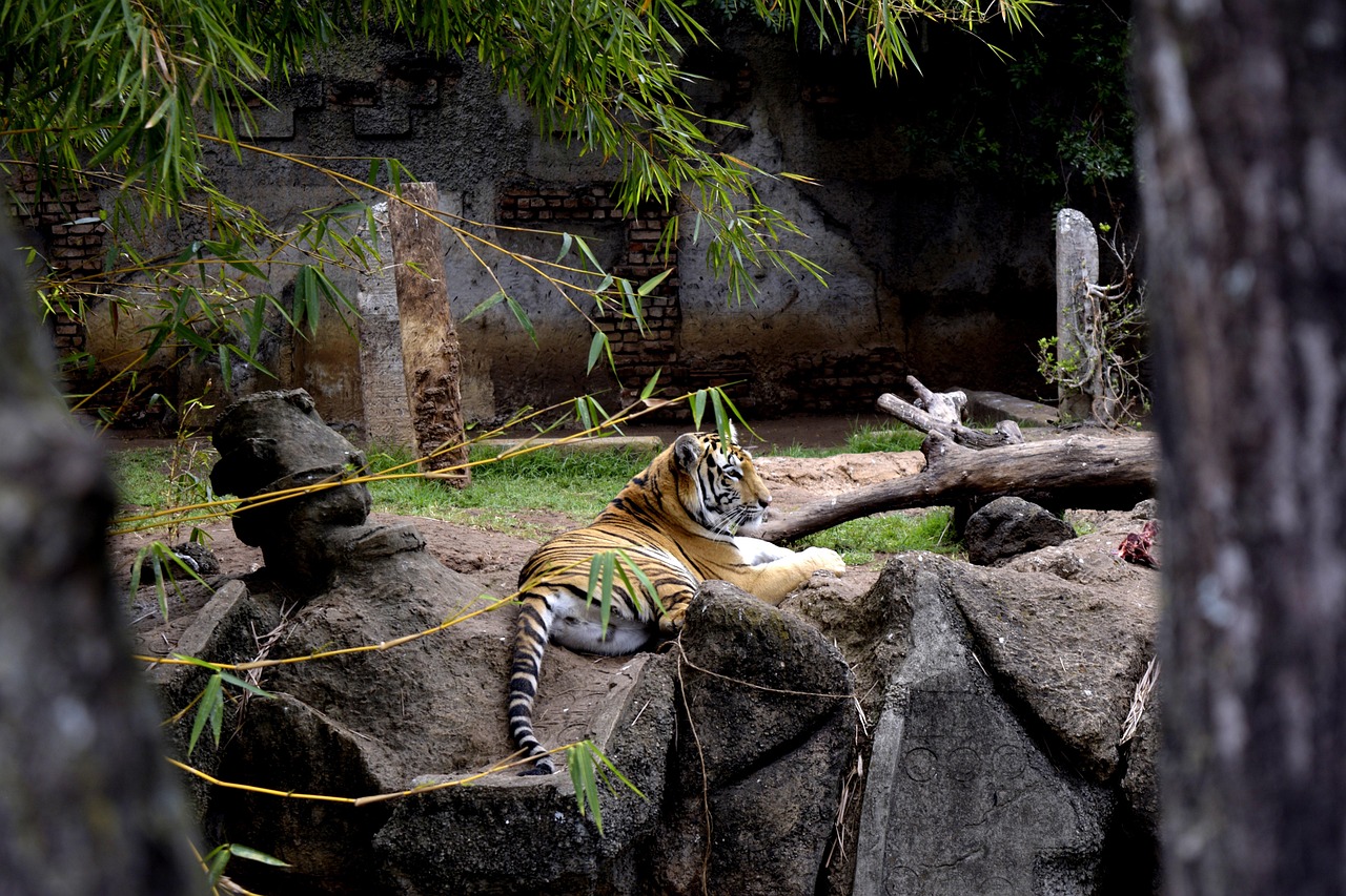 Tigre Sauvage Félin - Photo gratuite sur Pixabay - Pixabay