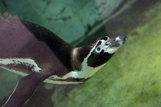 Más de 2 000 imágenes gratis de Pinguino y Pingüino - Pixabay