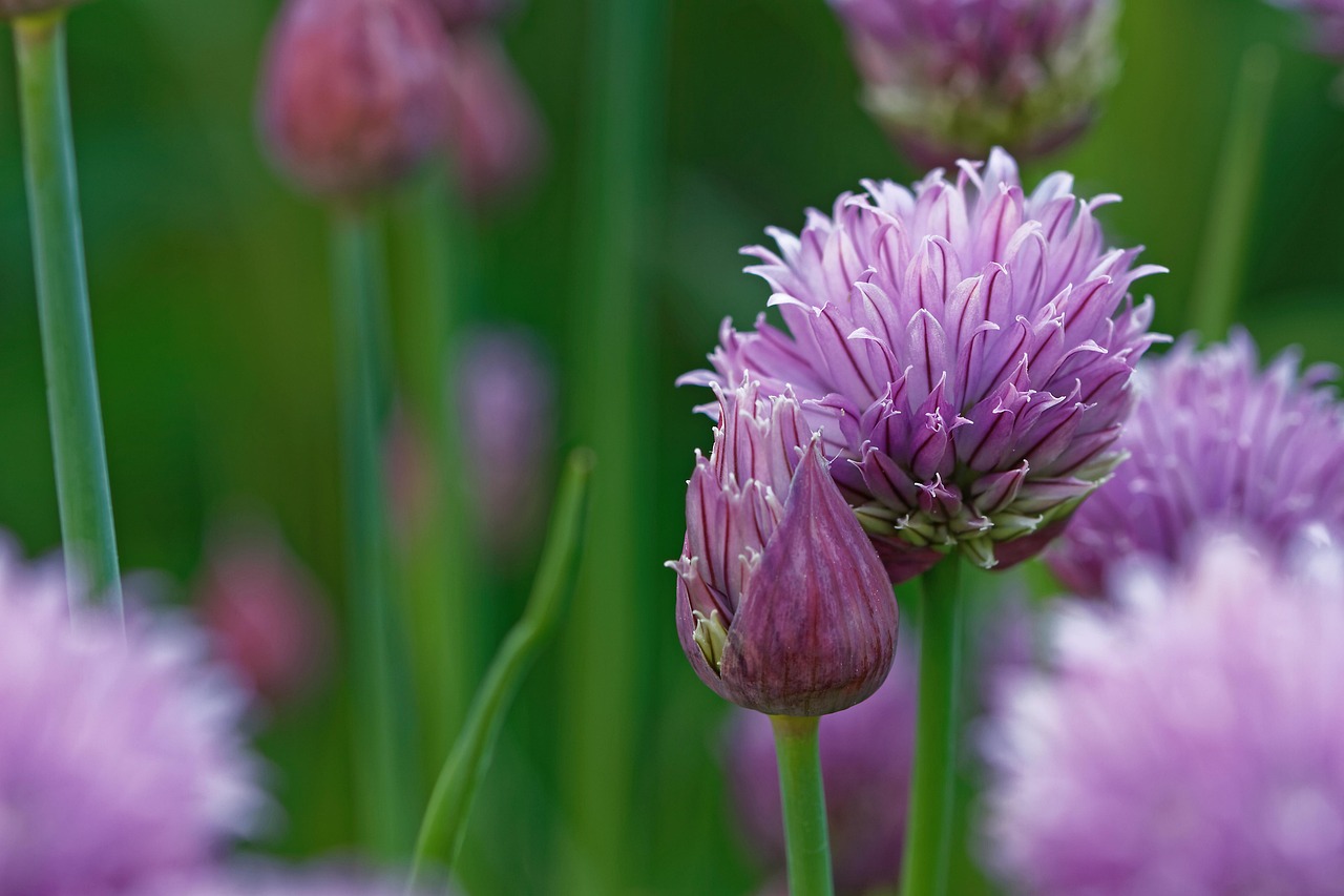 Cebollín Allium Schoenoprasum - Foto gratis en Pixabay