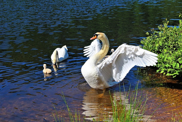 Swan Family Fish Pond - Free photo on Pixabay