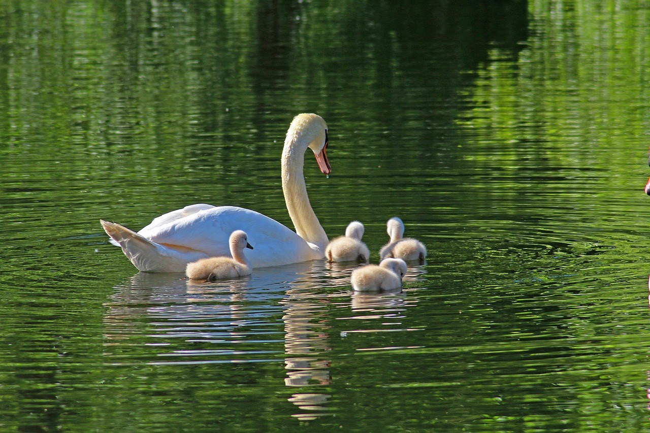 Svane Familie Unge Svaner Kylling - Gratis foto på Pixabay - Pixabay