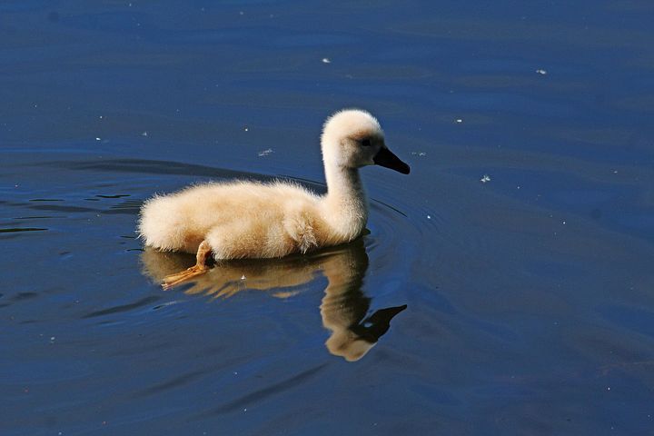 100+ Free Swan Baby & Swan Photos - Pixabay