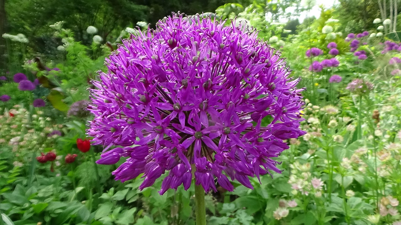 Allium Flor Púrpura - Foto gratis en Pixabay - Pixabay