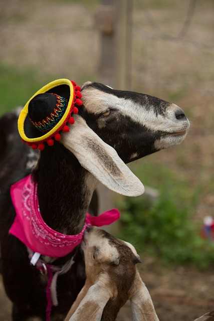 Festivo Cabra Fazenda - Foto gratuita no Pixabay - Pixabay