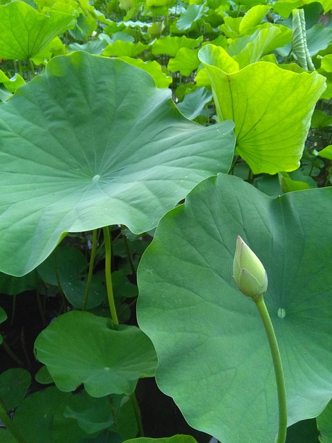 Lotus Feuille De - Photo gratuite sur Pixabay - Pixabay