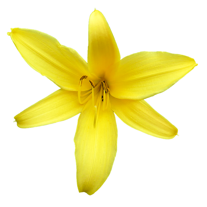 Bunga Lili - Gambar gratis di Pixabay