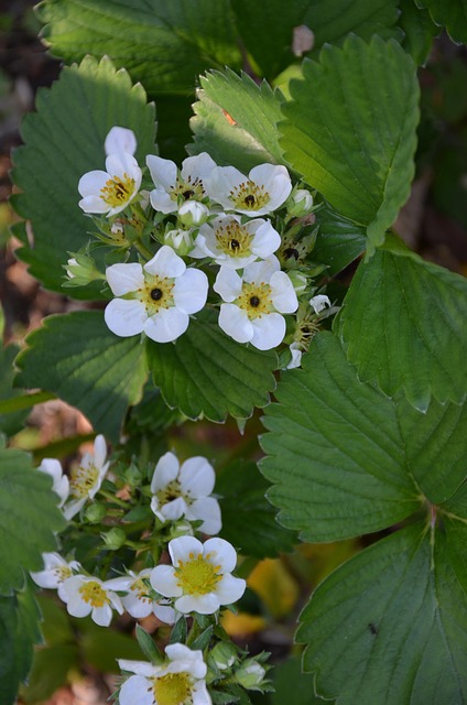 Fleurs De Fraise Plante Vert - Photo gratuite sur Pixabay - Pixabay