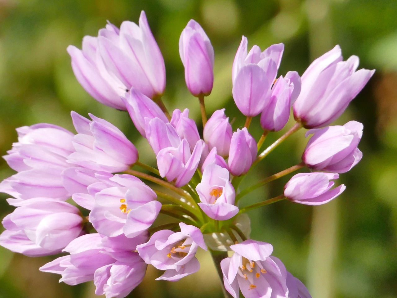 Bunga Liar Padang Rumput Tanaman - Foto gratis di Pixabay - Pixabay