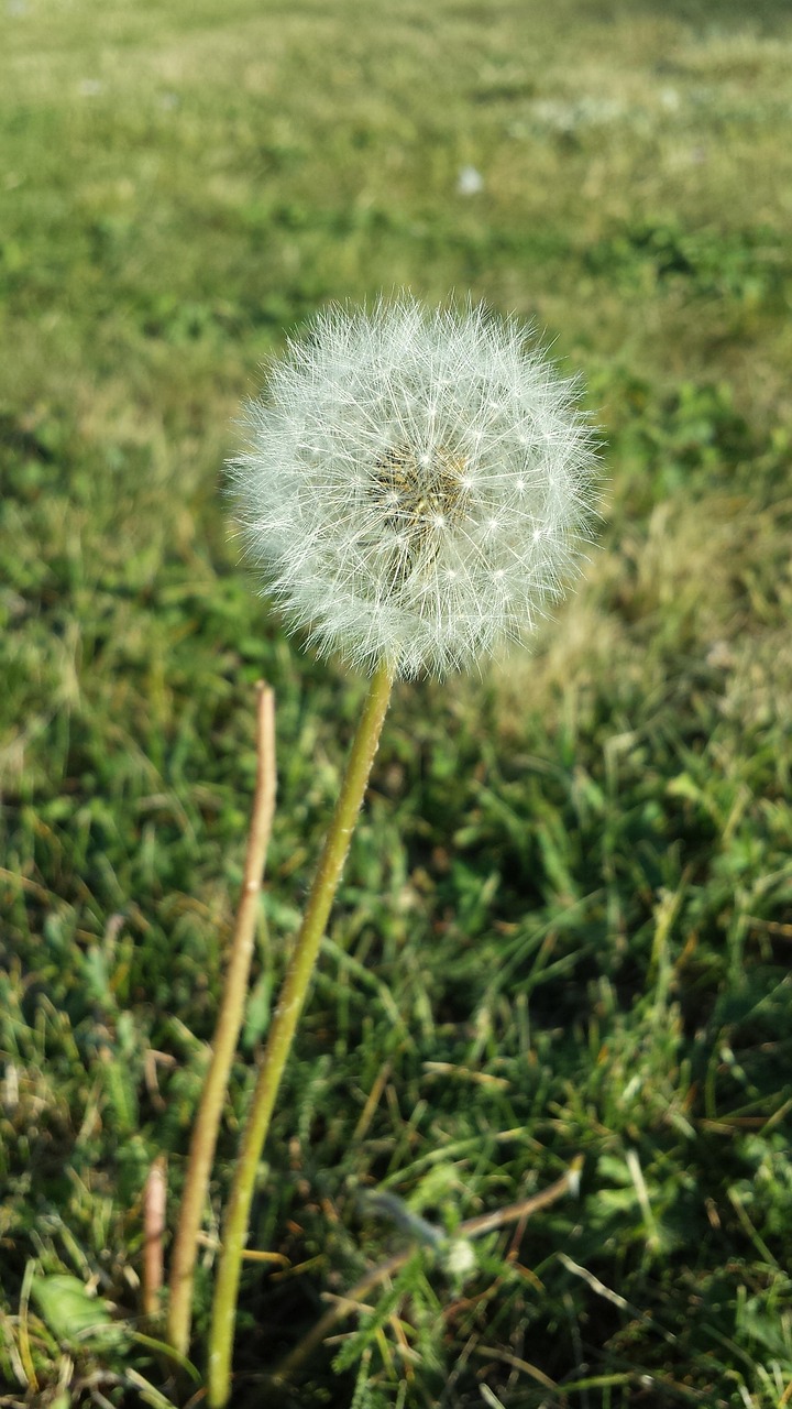 Dandelion Summer Autumn - Free photo on Pixabay - Pixabay