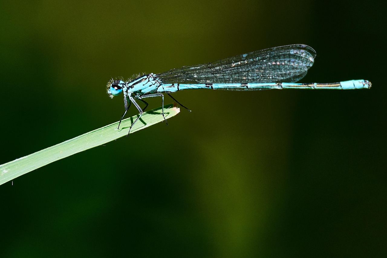 Libellule La Nature Insecte - Photo gratuite sur Pixabay - Pixabay