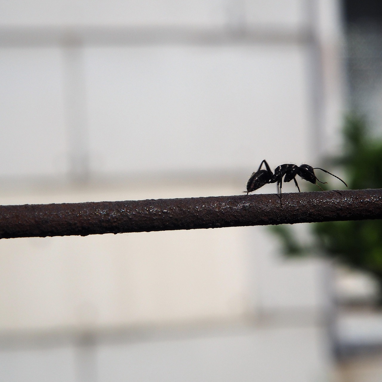 Ant Fence - Free photo on Pixabay - Pixabay
