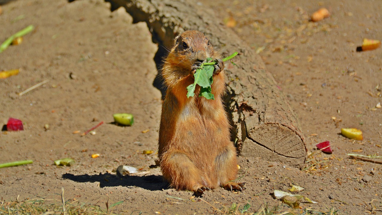 Prairie Dog Animal Rodents - Free photo on Pixabay - Pixabay