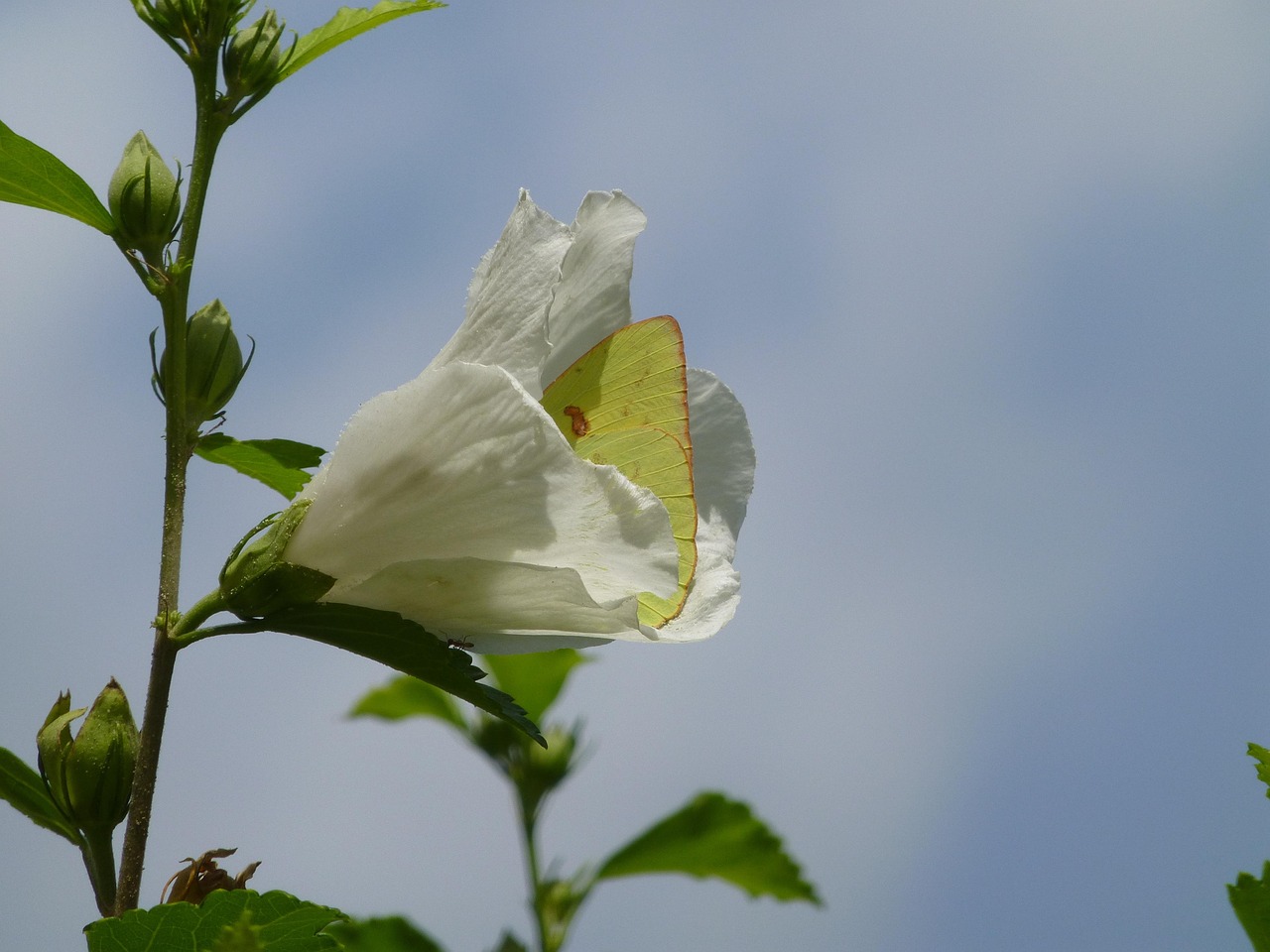 Papillon Fleur Le Printemps - Photo gratuite sur Pixabay - Pixabay