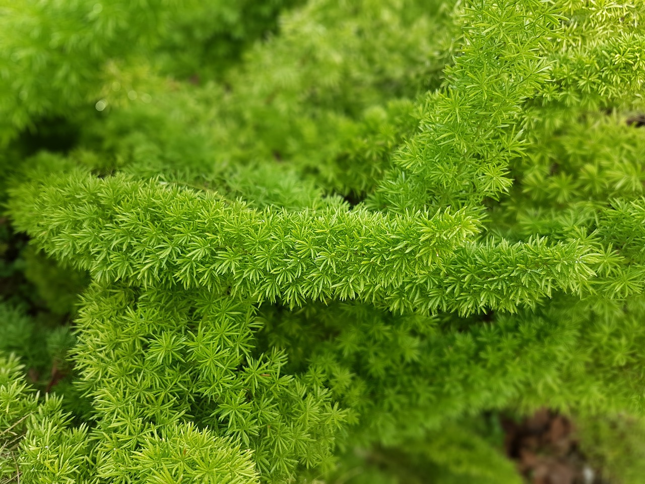 Plante Nature Vert - Photo gratuite sur Pixabay - Pixabay