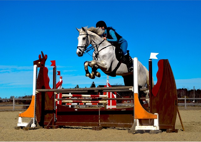 Caballo Caballos Salto De - Foto gratis en Pixabay - Pixabay