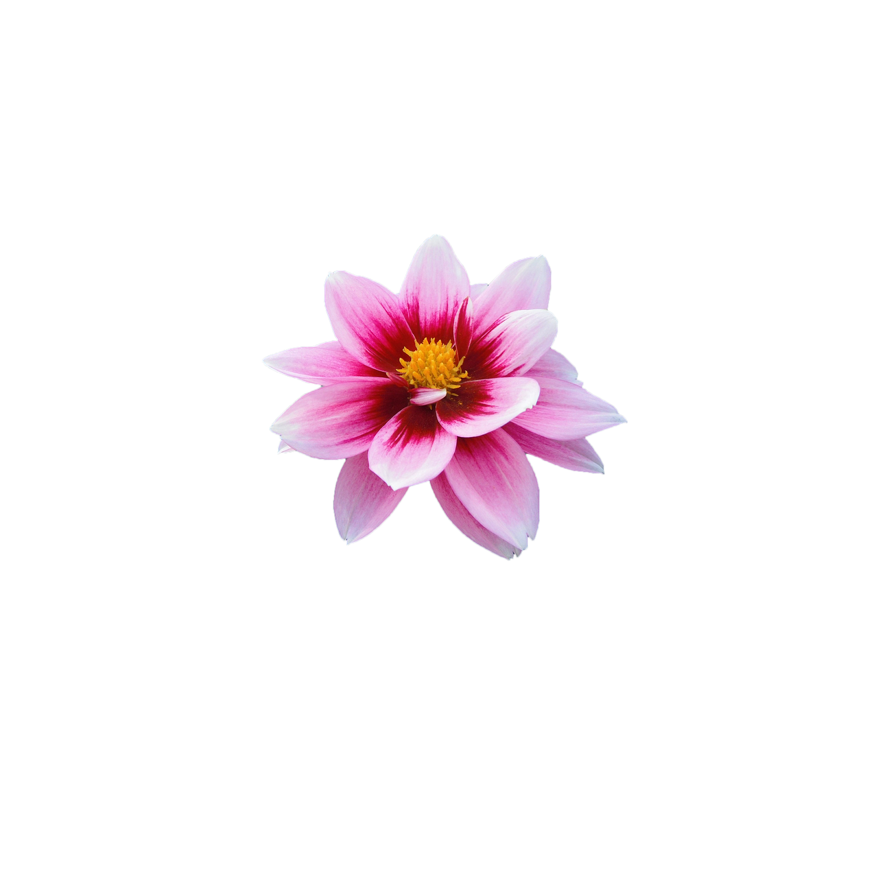 Flor Nenúfar Plantas Acuáticas - Imagen gratis en Pixabay