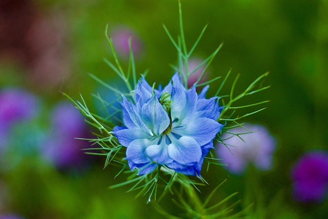 Corn Flower Blue Focus - Free photo on Pixabay - Pixabay