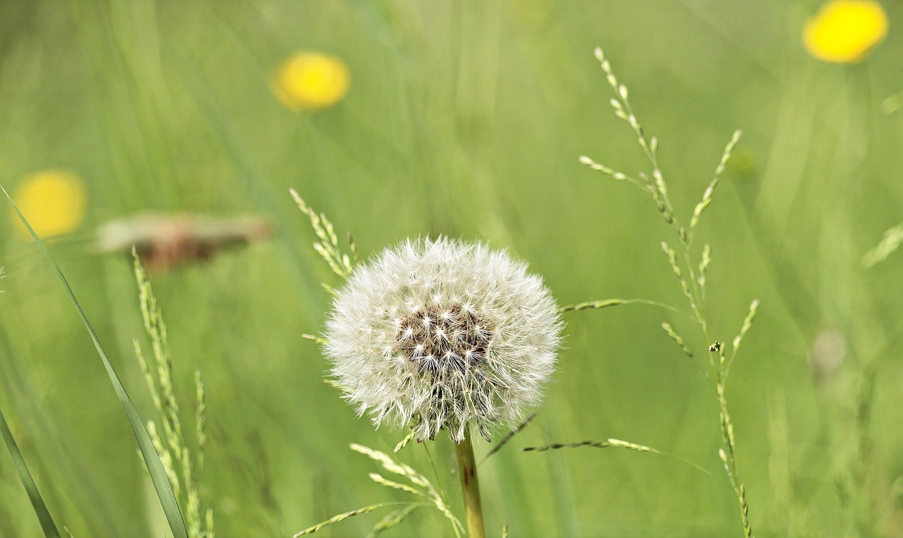 2.000+ kostenlose Pusteblume und Löwenzahn-Bilder - Pixabay
