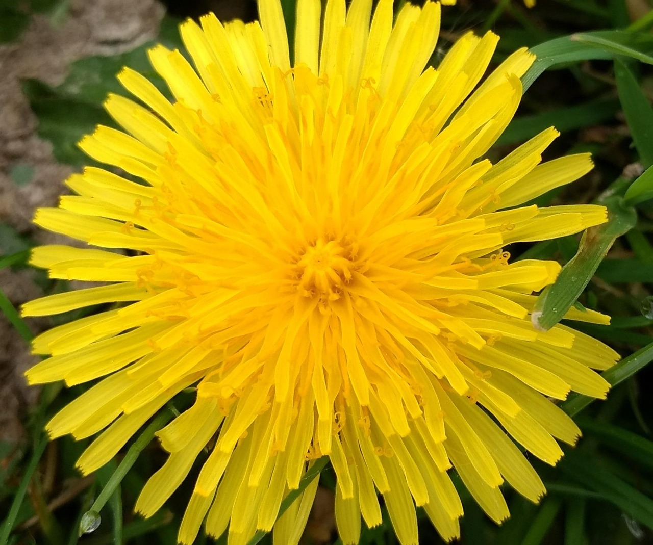 Cangkir Mentega Kuning Bunga Musim - Foto gratis di Pixabay - Pixabay