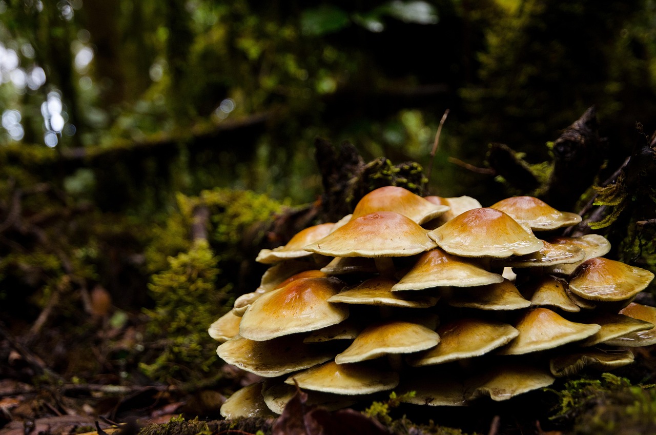 Pilz Wald Moos - Kostenloses Foto auf Pixabay - Pixabay