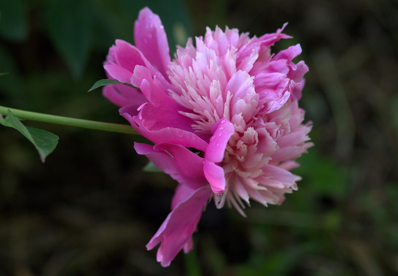 Pfingstrose Blume Rosa - Kostenloses Foto auf Pixabay - Pixabay