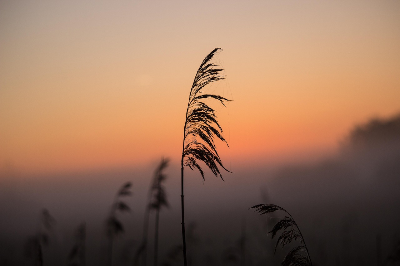 Sunrise Reed The Shade - Free photo on Pixabay