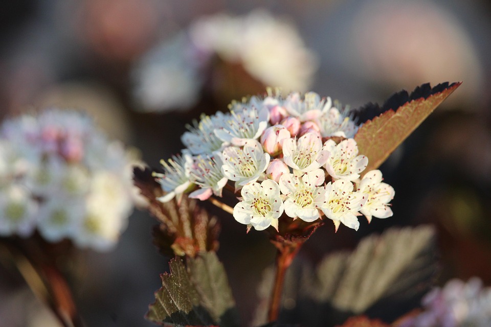 Fleur Blanche Fleurs - Photo gratuite sur Pixabay - Pixabay