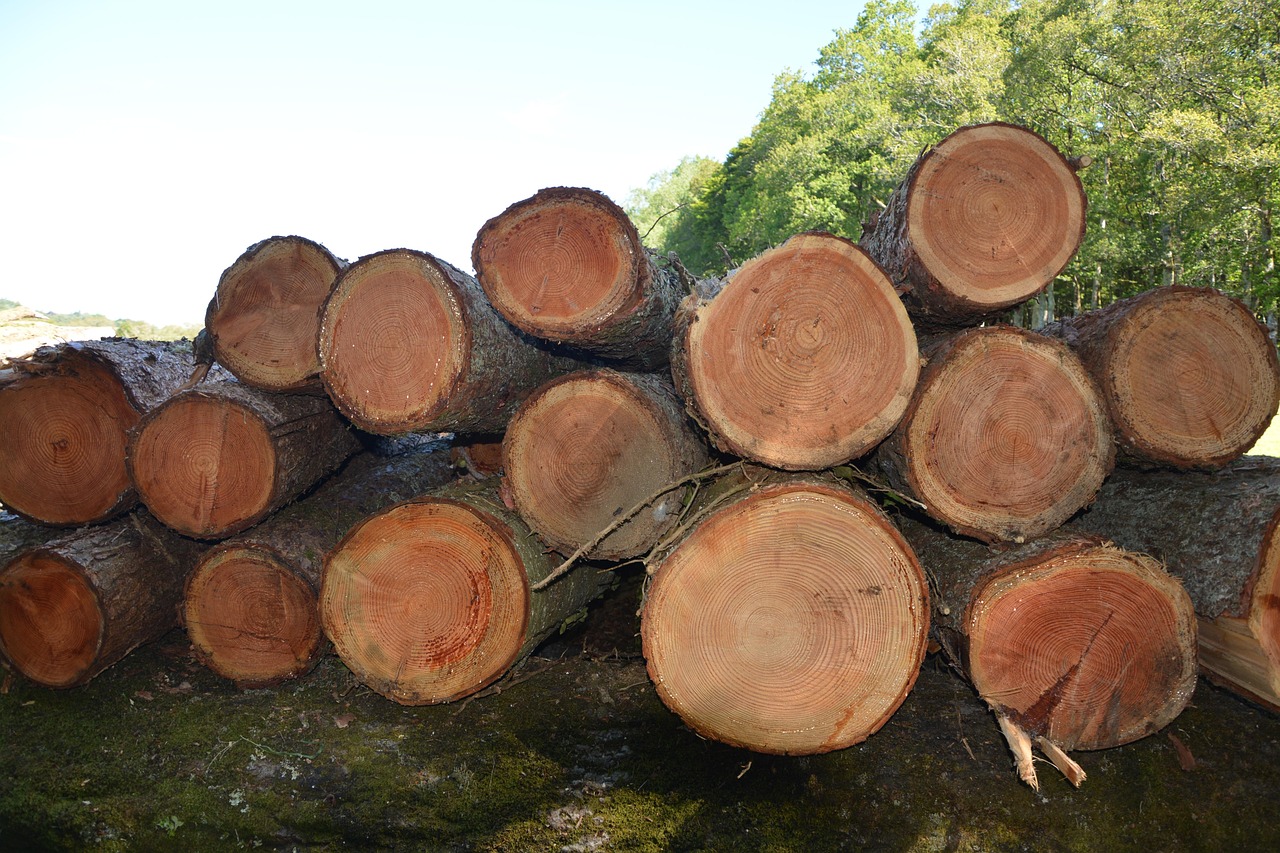 Bois Troncs Arbre Tronc - Photo gratuite sur Pixabay - Pixabay