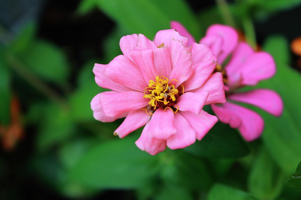Zinnia Fiore Impianto - Foto gratis su Pixabay - Pixabay
