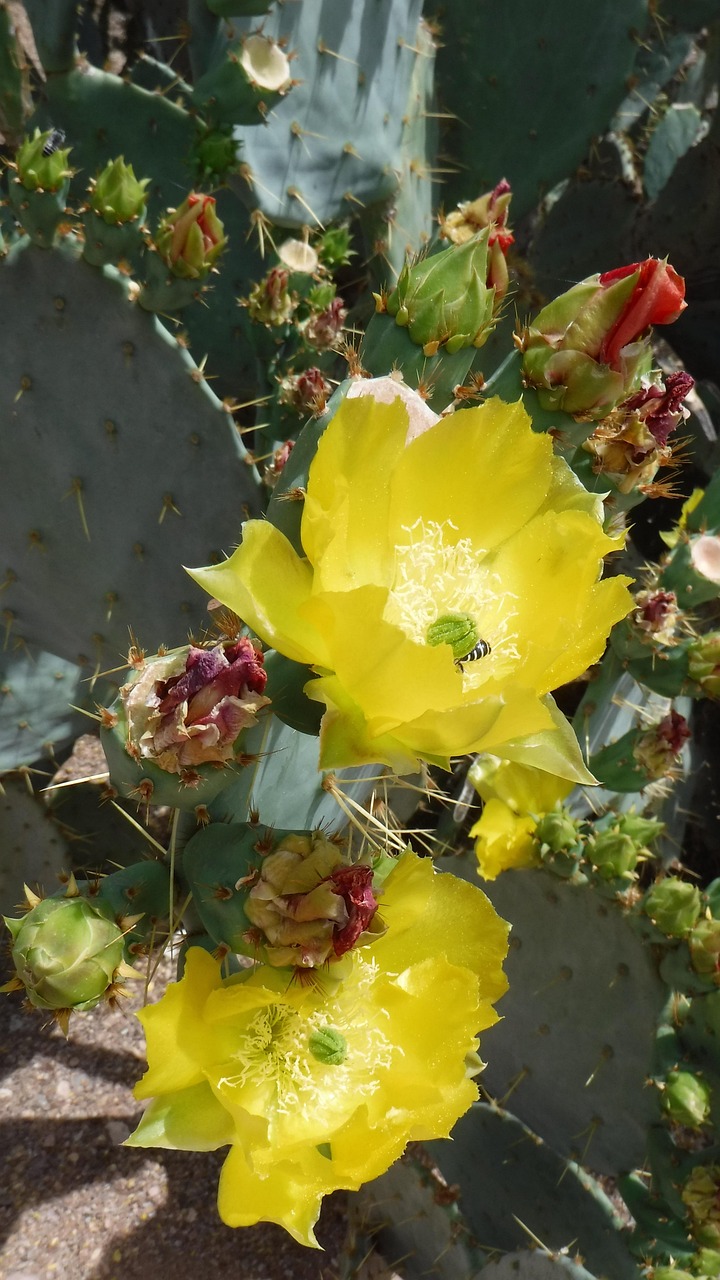 Flores Naturaleza Bloom - Foto gratis en Pixabay - Pixabay