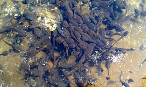 50+ Free Tadpoles & Nature Photos