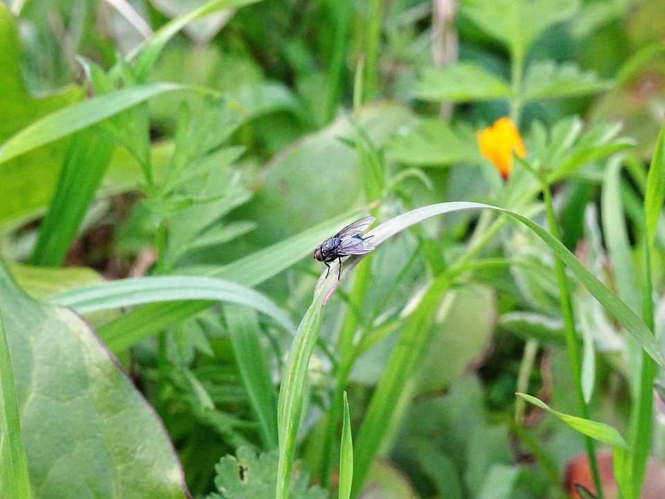 Fly Insect Nature Free Photo On Pixabay Pixabay