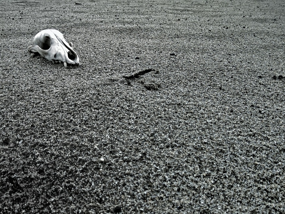 Skull And Crossbones Dead - Free photo on Pixabay - Pixabay