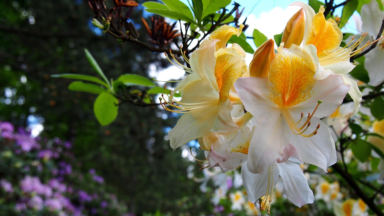 Azalea Flower Rhododendrons - Free photo on Pixabay