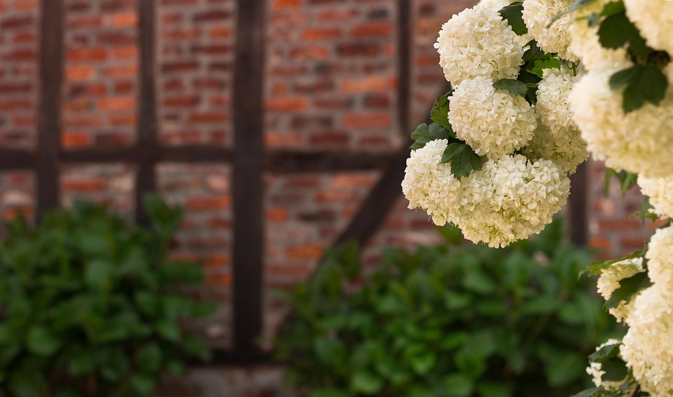 Spring Flower Wall - Free photo on Pixabay - Pixabay