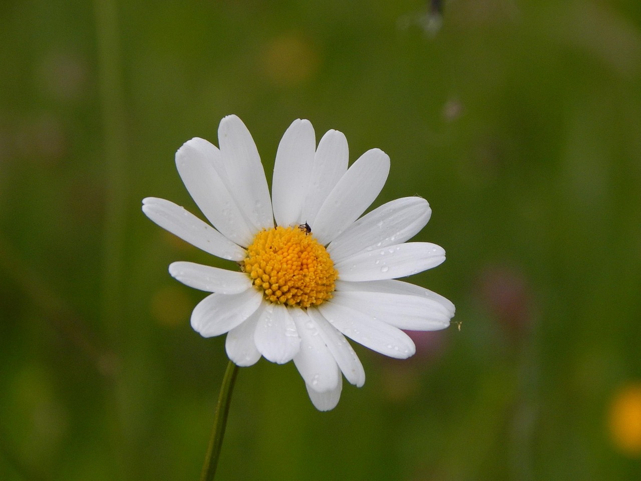 Margarite Flower White - Free photo on Pixabay