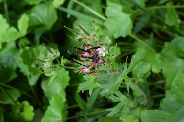 Wild Geranium Seedpods Wildflower - Free photo on Pixabay - Pixabay
